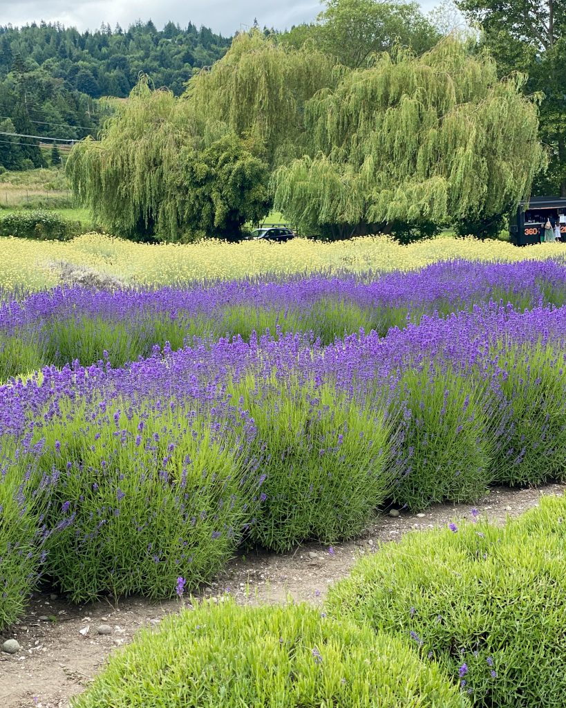 Organic Lavender Farm | Seven Acre Flower Farm