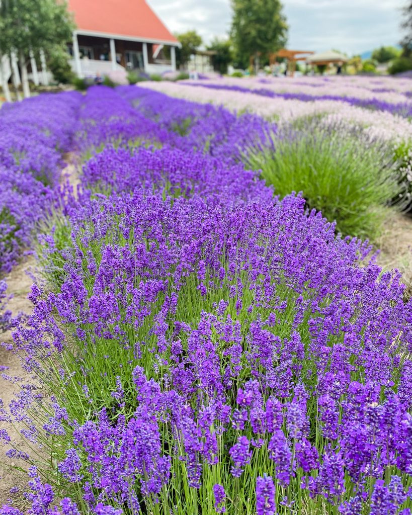 Organic Lavender Farm | Seven Acre Flower Farm