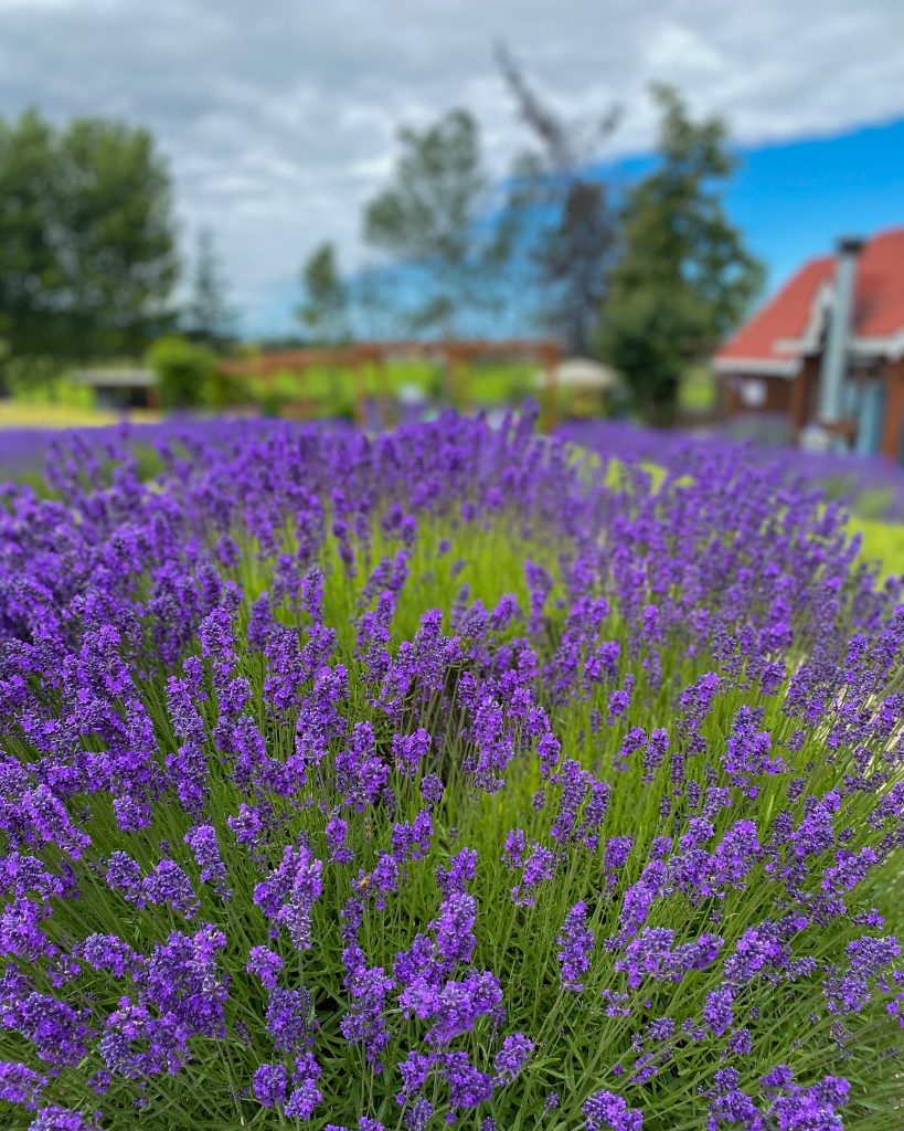 Organic Lavender Farm | Seven Acre Flower Farm