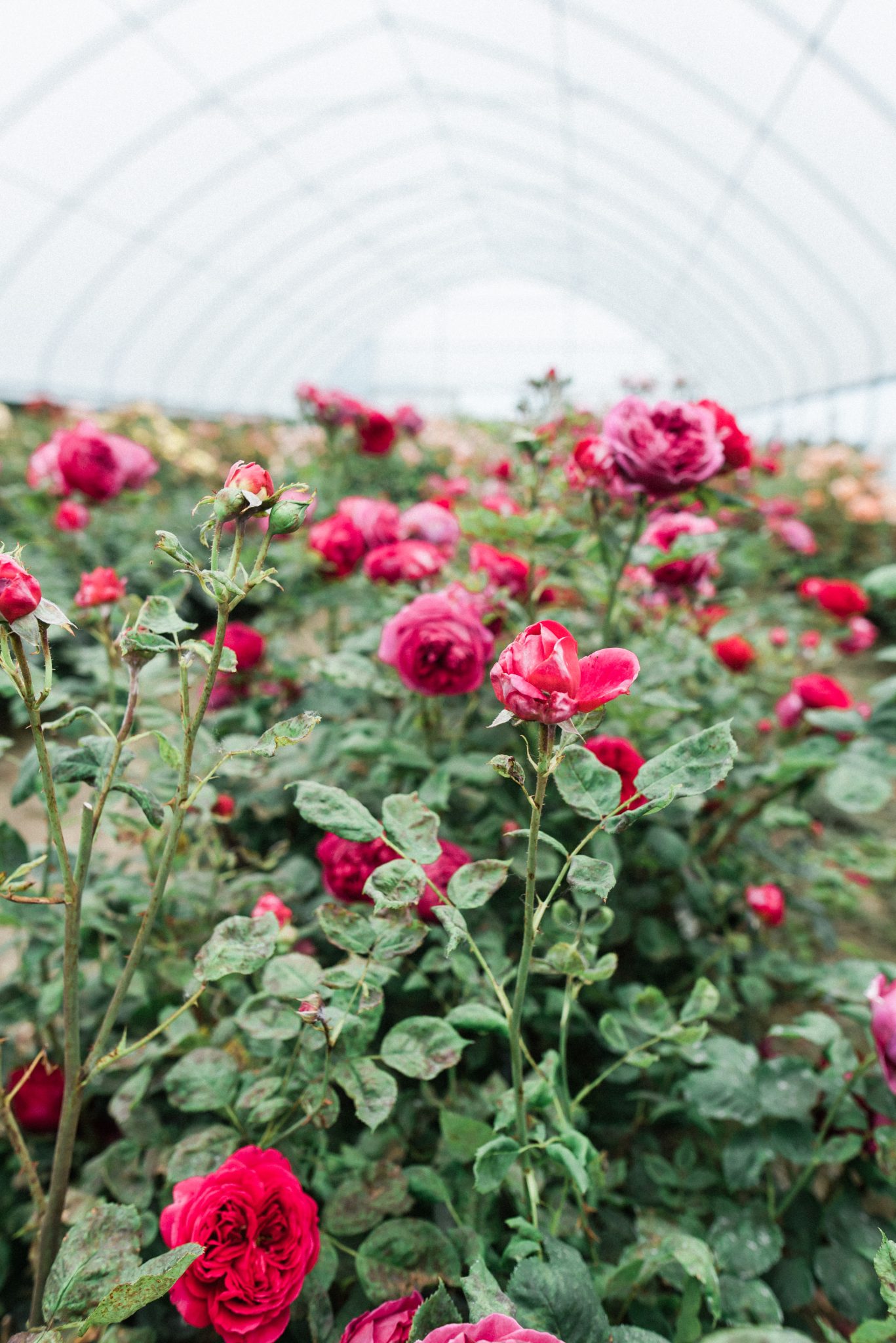 Exploring Flower Farms in the Pacific Northwest - Home With Holly J