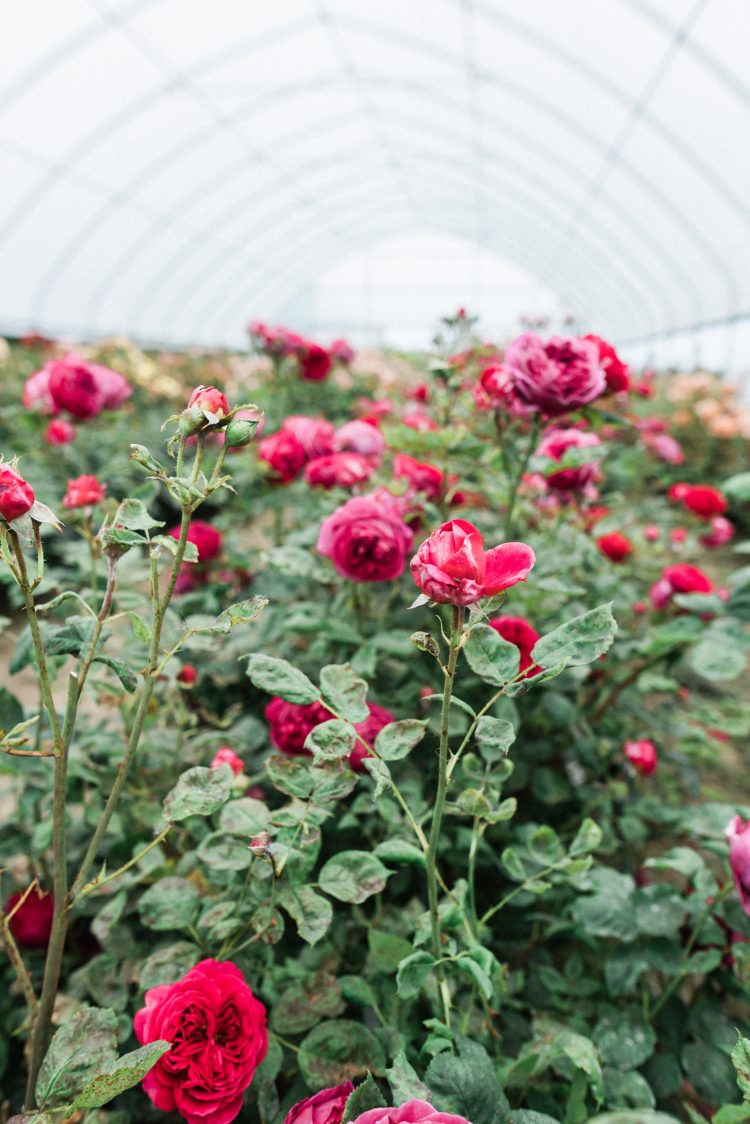Exploring Flower Farms in the Pacific Northwest - Home With Holly J