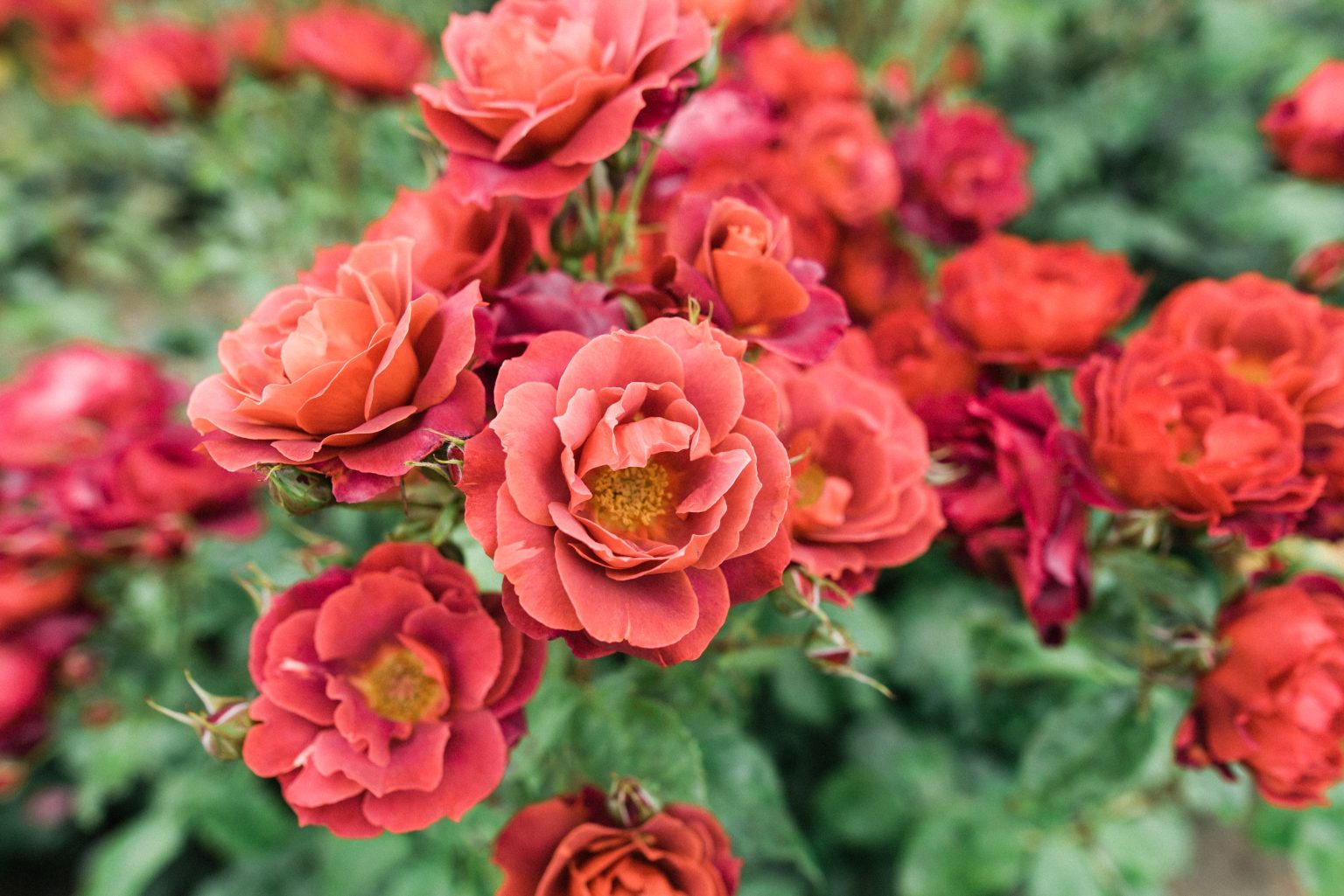 Exploring Flower Farms in the Pacific Northwest - Home With Holly J