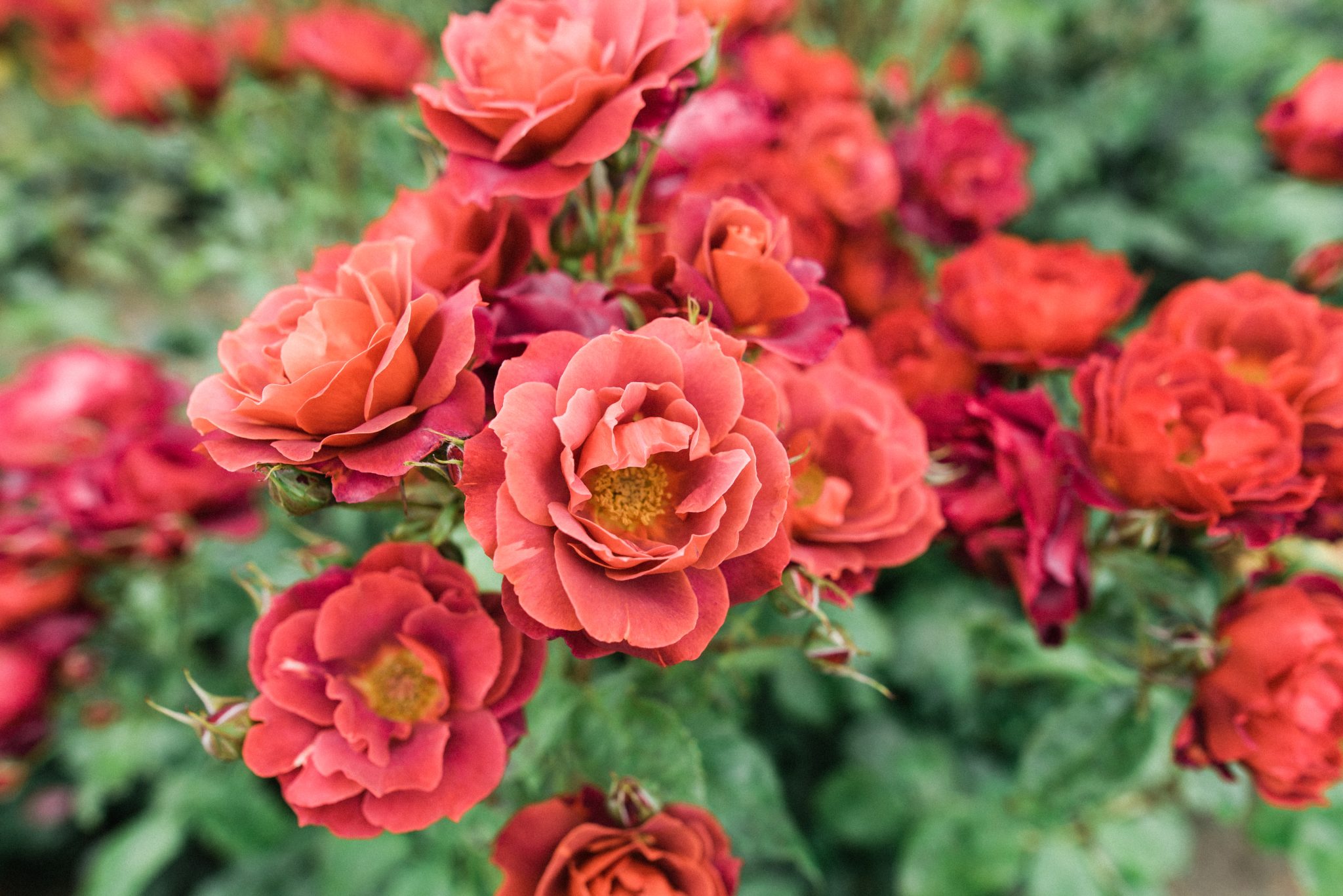 Exploring Flower Farms in the Pacific Northwest - Home With Holly J