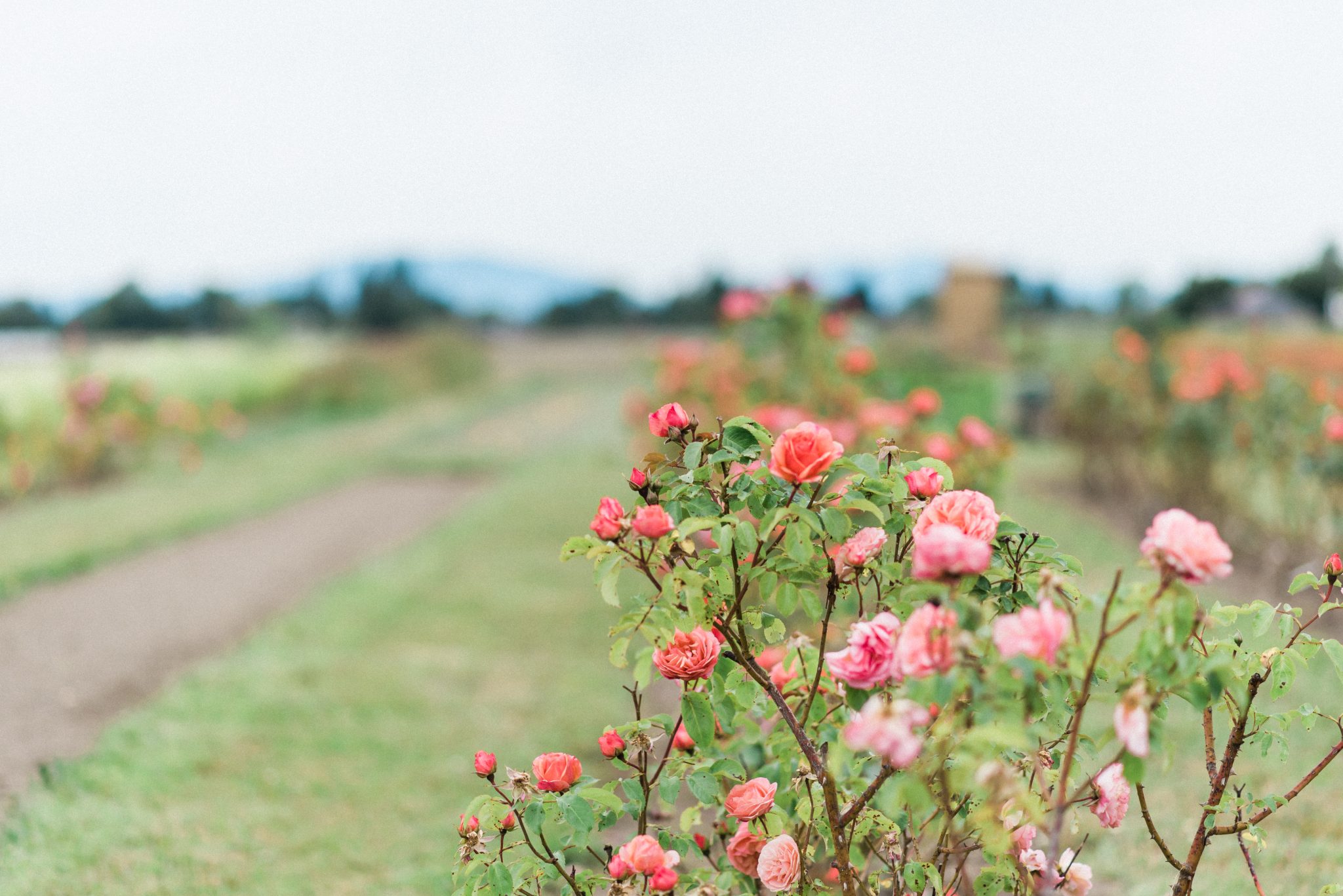 Exploring Flower Farms in the Pacific Northwest - Home With Holly J