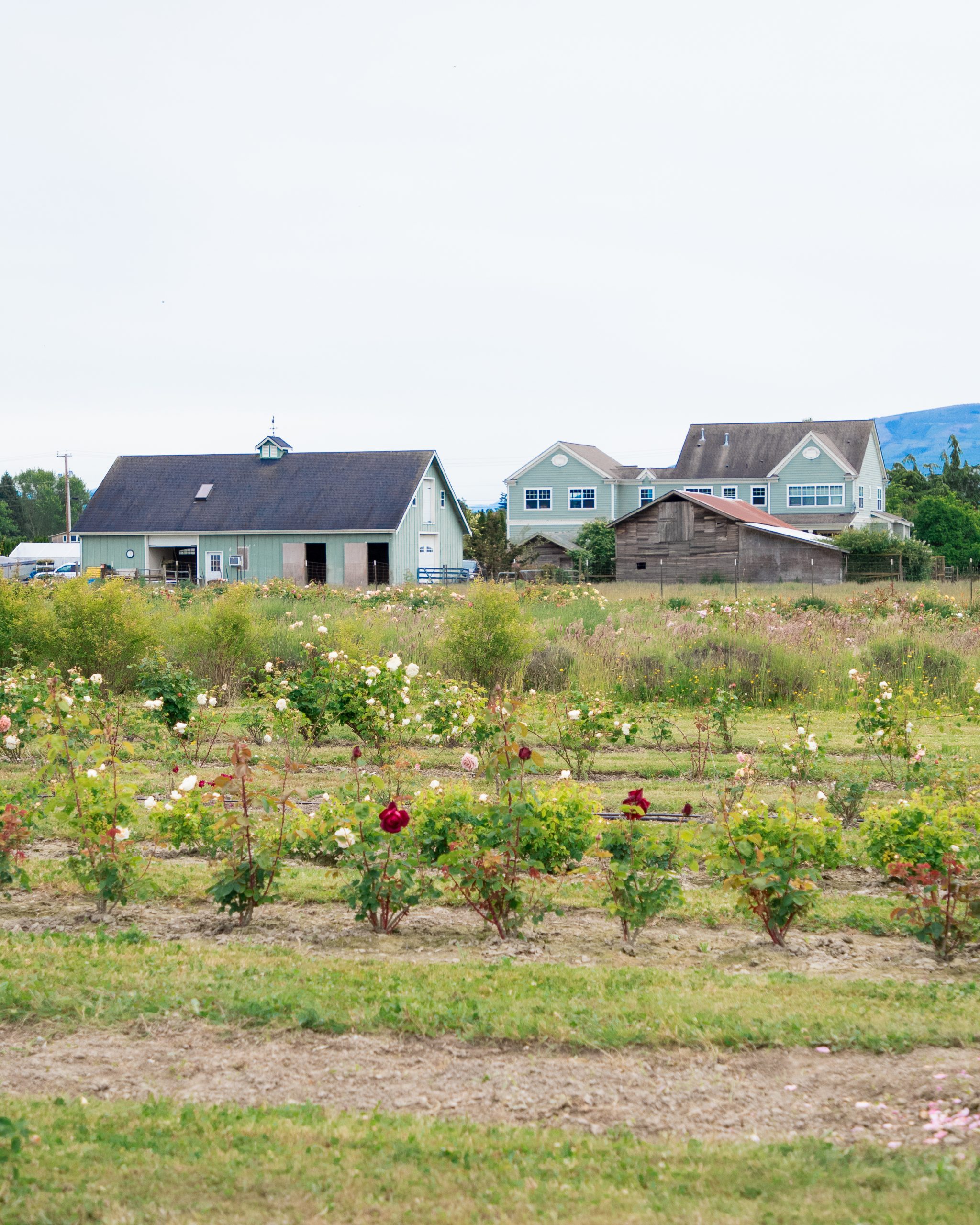 Exploring Flower Farms in the Pacific Northwest - Home With Holly J